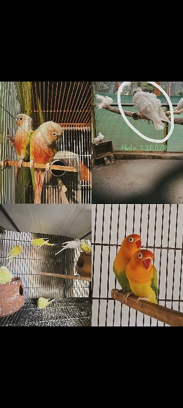 pineapple conure highlightedfactor,frill back pegion, lovebird,budgies ...