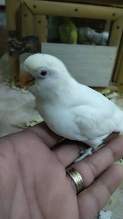 CREAMINO split Albino B2 and DECINO chicks for Hand tame 03214382921 ...