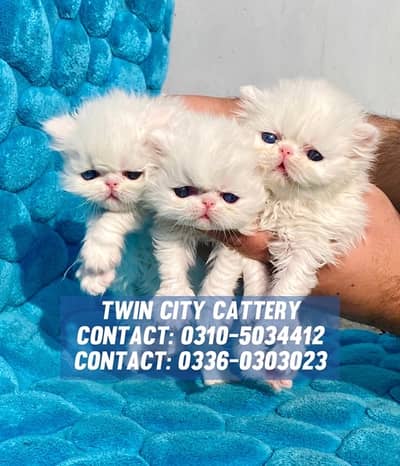 CFA lineage Persian Kitten Peke Piki Peki Face - Cats - 1097317209