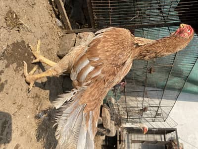 parrot beak hen - Hens - 1097343137