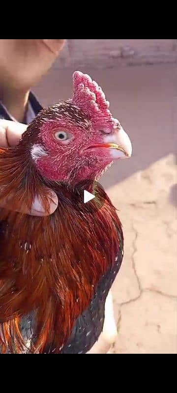Argentina parrot beak male - Hens - 1097463061