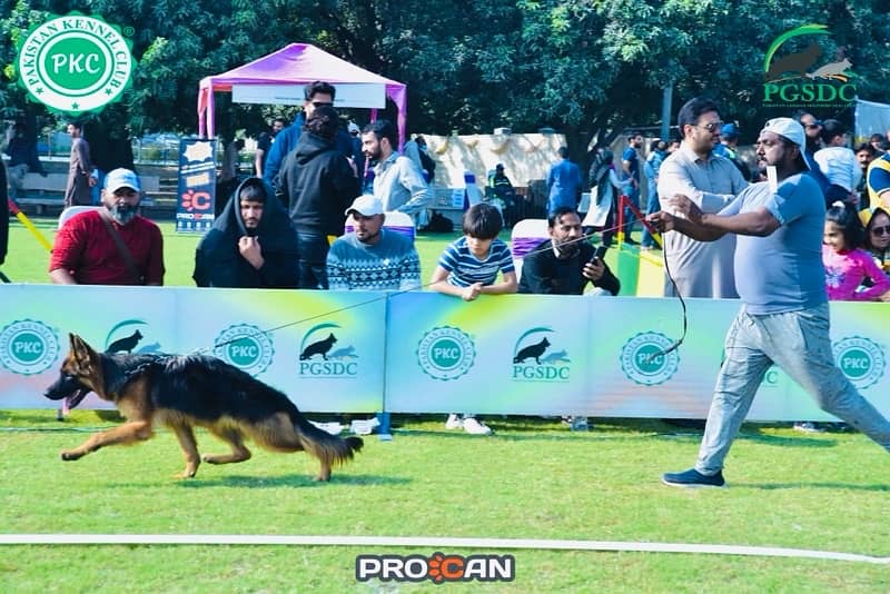 Show Class Gsd Long Coat Female For Sale - Dogs - 1097498674