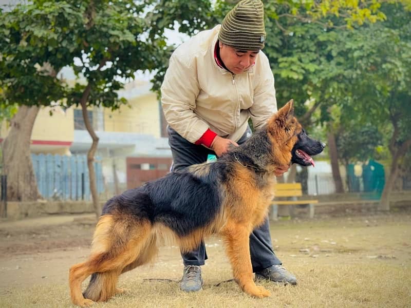 Show Class Gsd Long Coat Female For Sale - Dogs - 1097498674