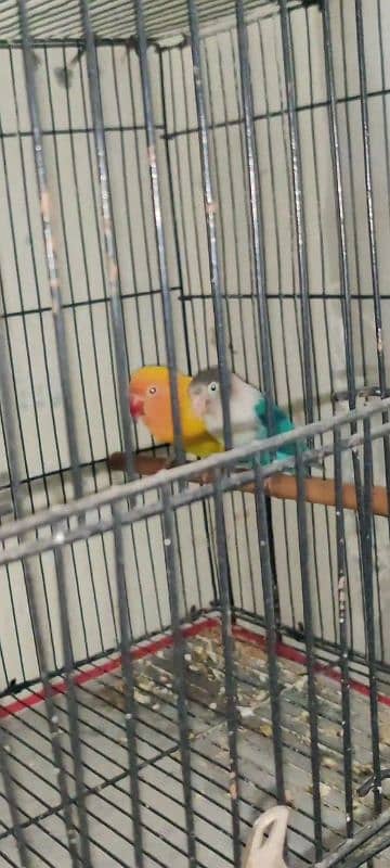 Blue/ino into lutino/blu/ino pair in Rs 5500 - Other Birds - 1097525792