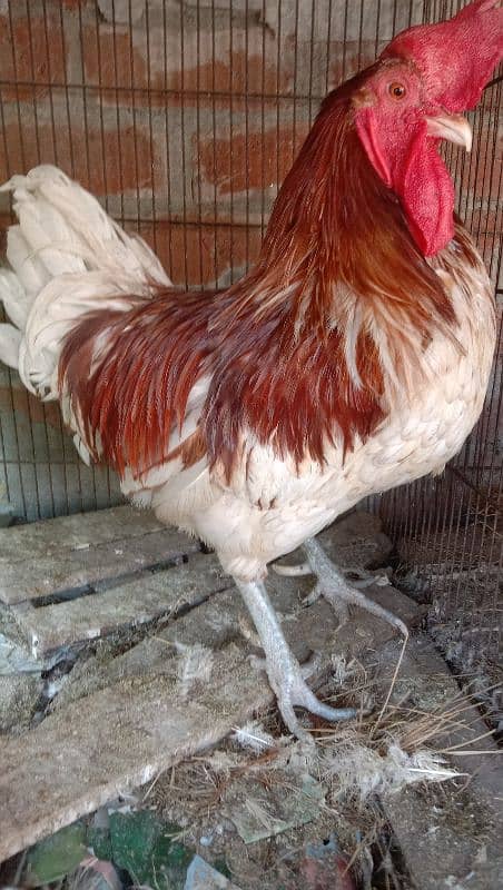 Lahmmon Breed Active Desi Murgha - Hens - 1094495687