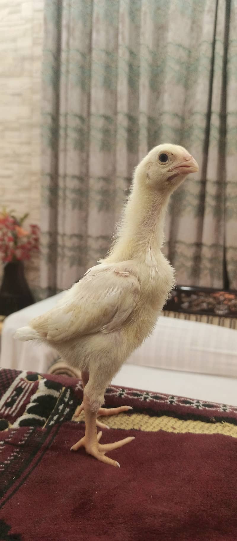 White O Shamo / shamo / chicks / hens / aseel / fancy / murga / birds ...