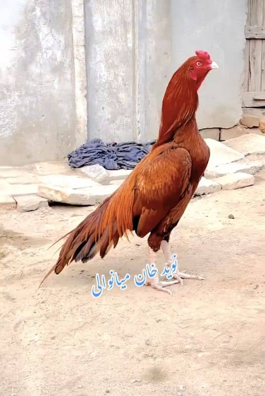 pure Aseel murgha mianwali - Hens - 1097576003 pure Aseel murgha mianwali - Hens - 1097576003