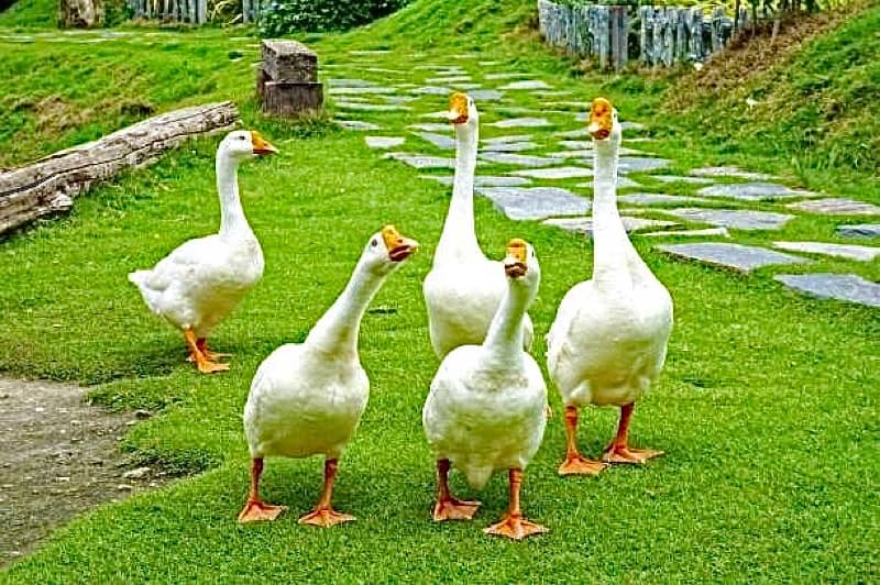 WHITE DUCKS | LONG NECK | DUCKS FOR SALE | RAG HANS | BATAKH | بطخ ...