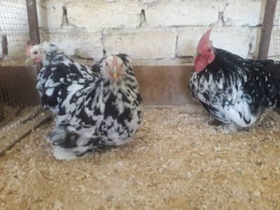 6 weeks Mottled Cochin Bantam chicks Fancy male silki Polish parrott ...