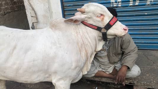 suraj mukhi red eyes nukhri gulabi bachiya 2 dant for sale - Cows ...