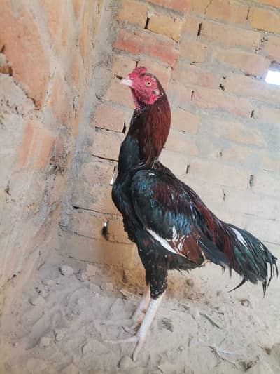 Pure aseel - Hens - 1097815378