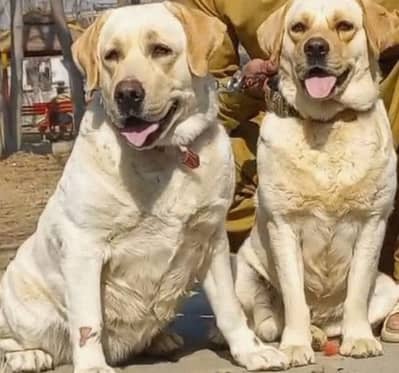 Highclass Heavy bone Short Tail Labrador Pair Available - Dogs - 1097844568