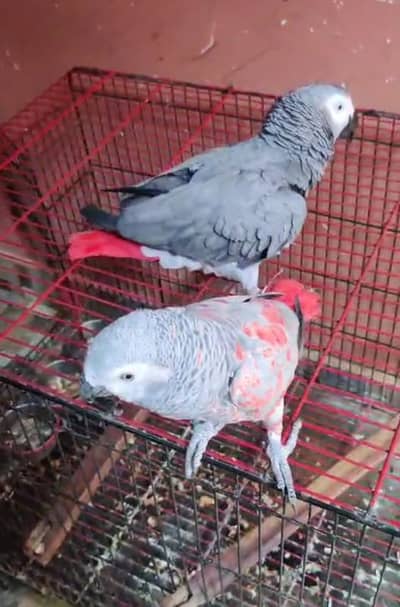 African Grey parrot for sale O3O4_O79_O4_37 my WhatsApp - Parrots ...
