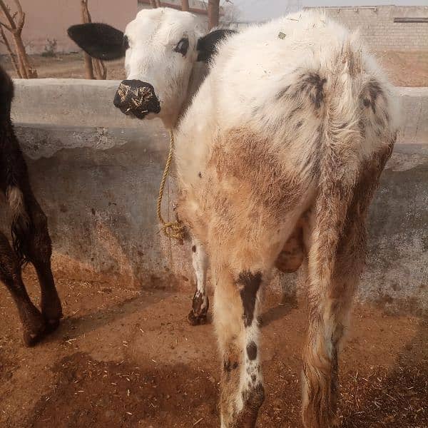 Wacha For Sale - Cows - 1097393806