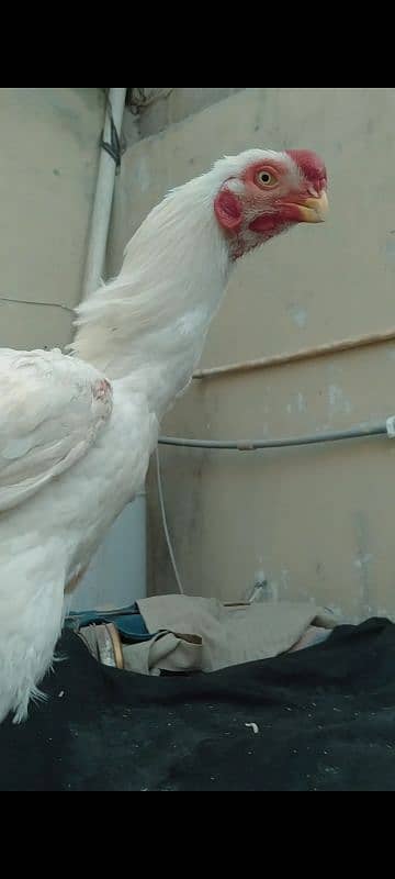 pure indian parrot beak long height long tail aseel chicks heera - Hens ...