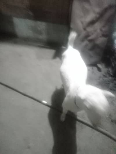 teddy bakra - Goats - 1098048701