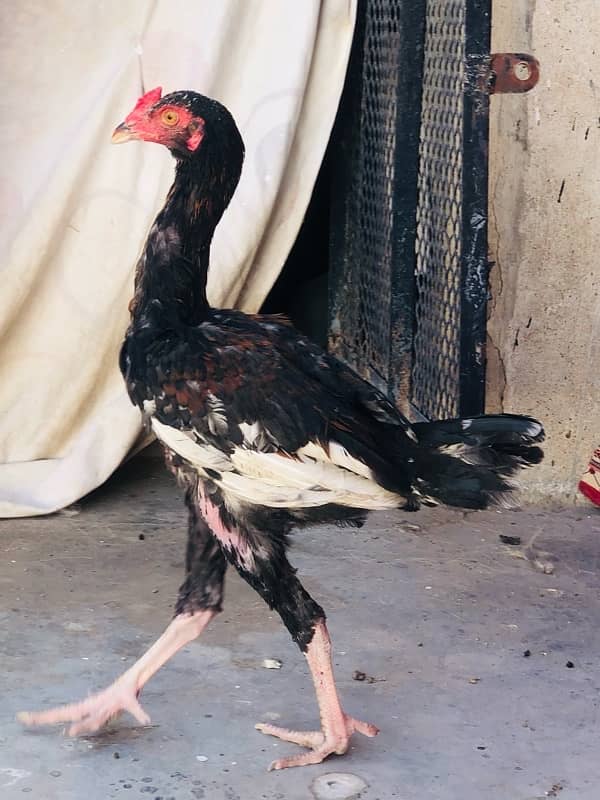 Aseel patha - Hens - 1098132980