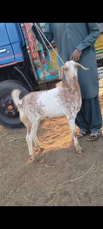 khasi bakra - Goats - 1098160771