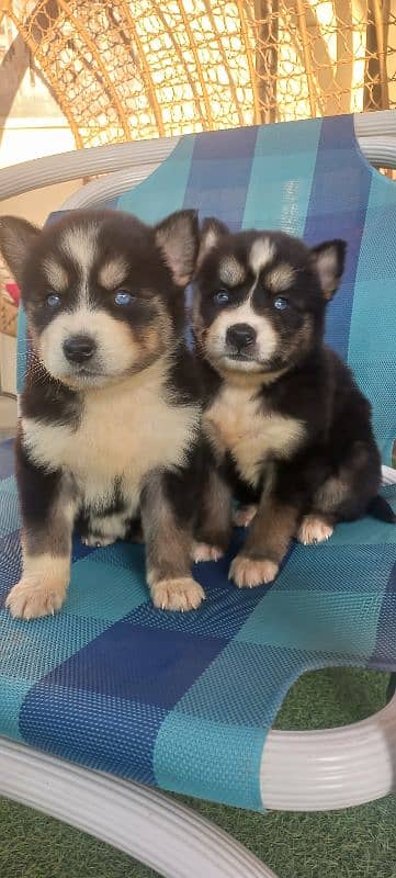 Siberian Husky Puppies. Blue Eyes. Wooly Coat. Heavy Bone Structure ...