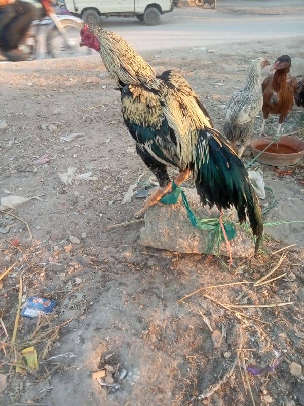 Java aseel murgha - Others - 1098184058