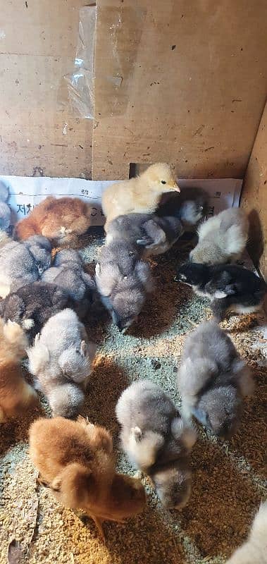 fancy hen chicks- blue buff- blue heavy cochin-splash-black - Hens ...