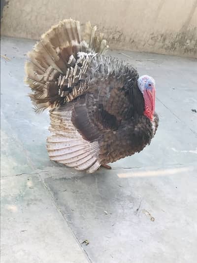 lavender blue slate turkey bird breeder male dark colour jumbo size ...