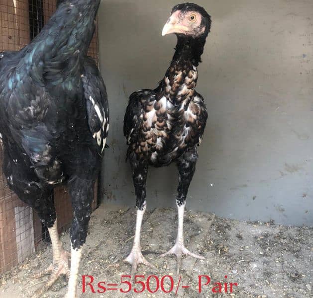 Aseel hens & Silver java bird - Hens - 1098259013