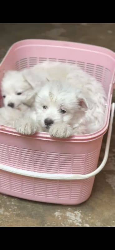 puddle - Dogs - 1098267106