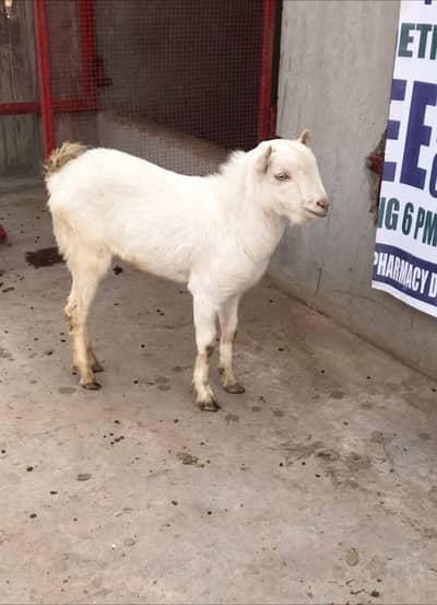 Teddy bakra - Goats - 1098274320