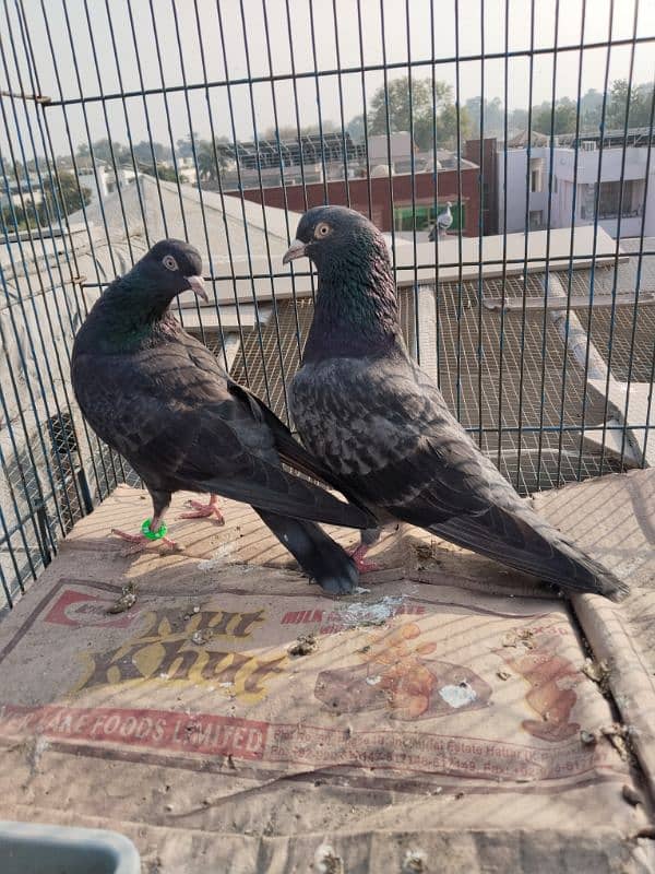 for sale kabootar - Pigeons - 1098296689