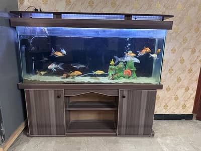 5 Feet Fish Aquarium - Fish - 1098303183