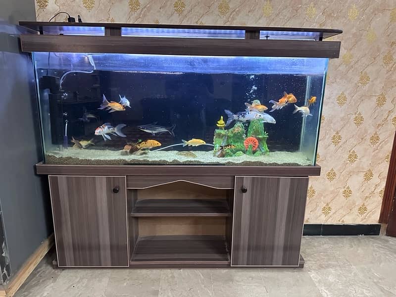 5 Feet Fish Aquarium - Fish - 1098303183