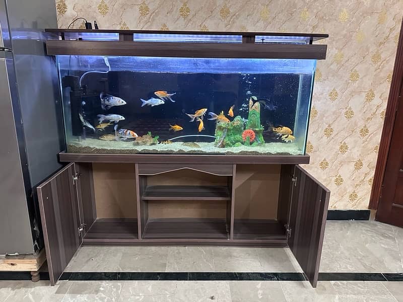 5 Feet Fish Aquarium - Fish - 1098303183