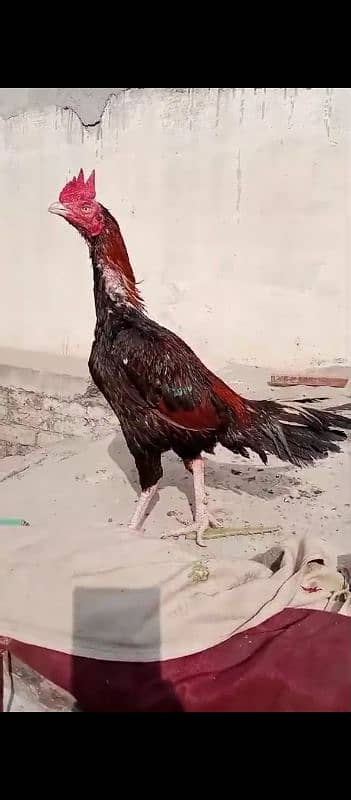 Hens | Aseel Hens | Bengum Aseel | Pure Aseel | Aseel Hens For Sale ...