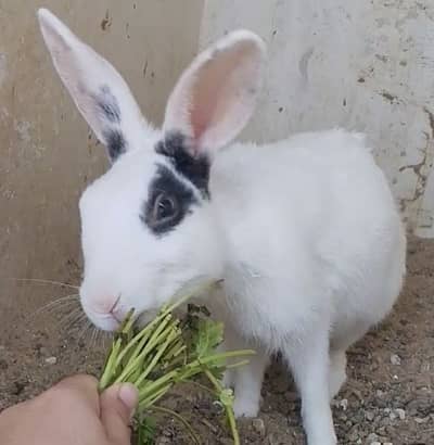 black n white rabbit for sale - Rabbits - 1098314679