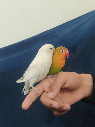 Fully Hand Tame Love Birds - Parrots - 1098328954