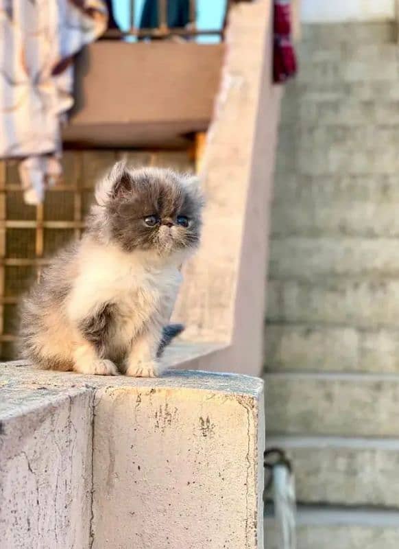 Persian Kitten Female Piki Face CFA Bloodline # Watsapp # 03274706406 ...