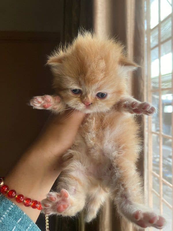 Persian Punch Face Kittens - Cats - 1098352686