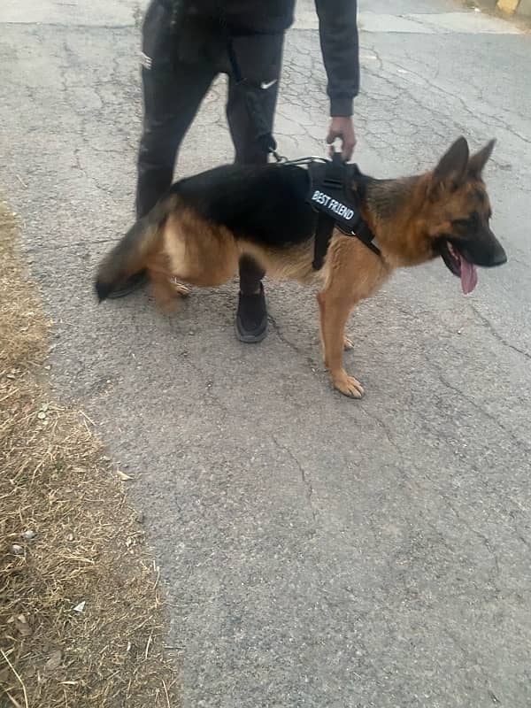 Pink Pedigree german shepherd female - Dogs - 1098363072