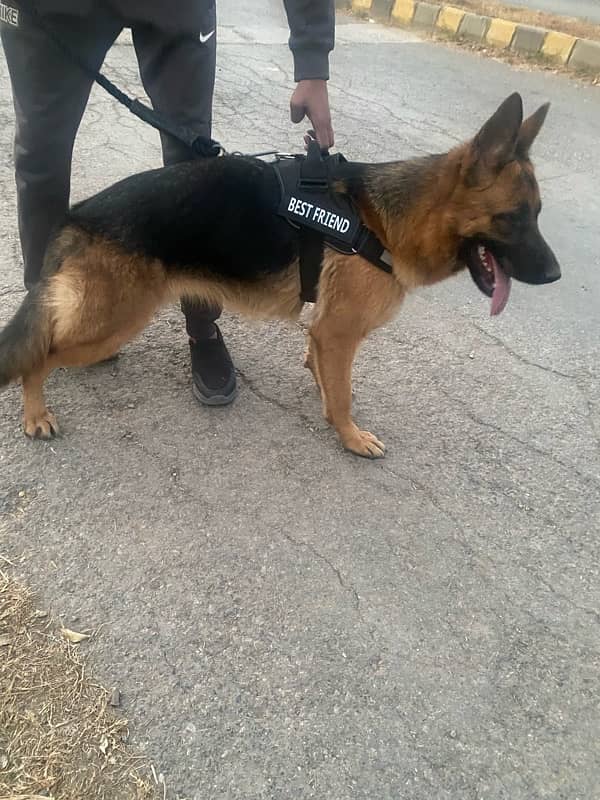 Pink Pedigree german shepherd female - Dogs - 1098363072