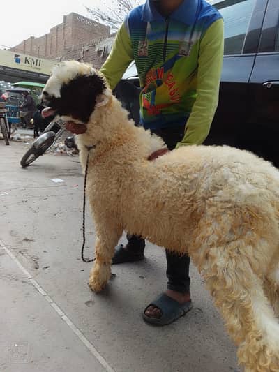 kajla /chatra / bakra | mundra | Breader | بکرا | male Sheep /goat ...