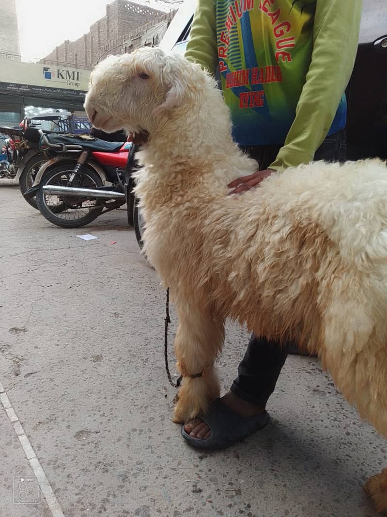 kajla /chatra / bakra | mundra | Breader | بکرا | male Sheep /goat ...