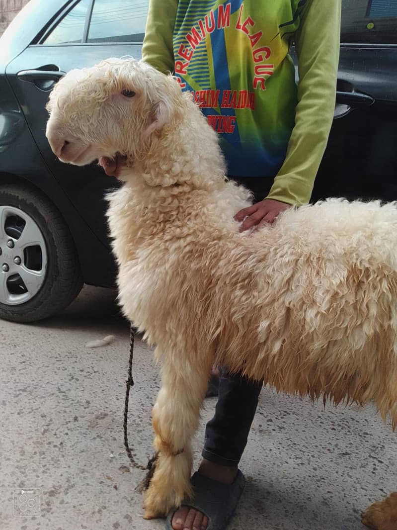 kajla /chatra / bakra | mundra | Breader | بکرا | male Sheep /goat ...