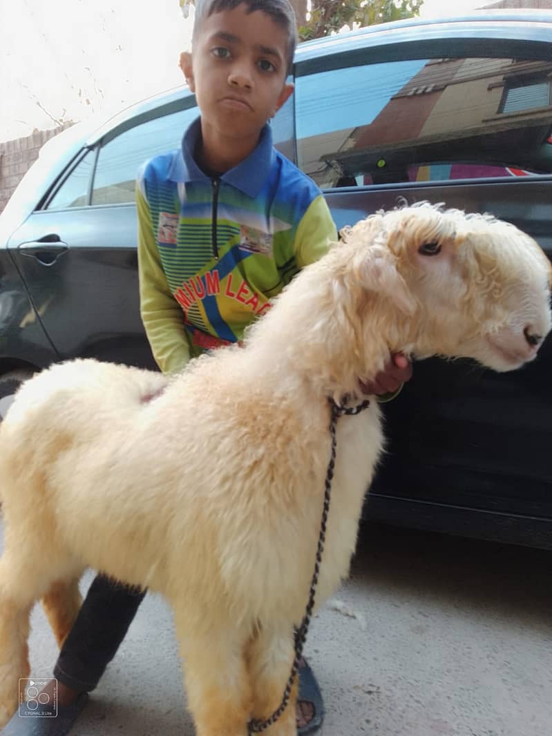 kajla /chatra / bakra | mundra | Breader | بکرا | male Sheep /goat ...