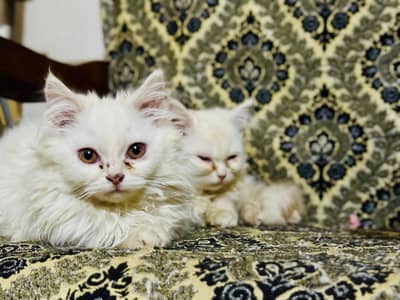 Pair of Semi Punch faced Persian Kittens - Cats - 1098398512