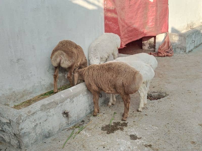 turkey domba for sale 8 . months - Sheep - 1097714361