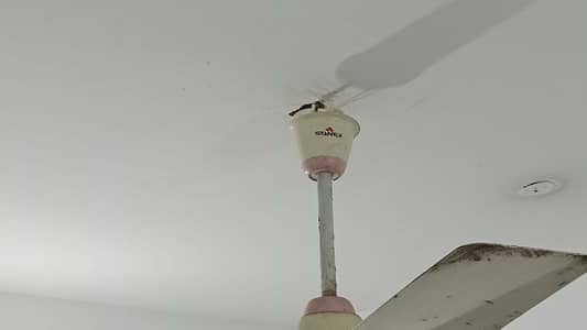 sonex ceiling fan - Fans - 1098519555