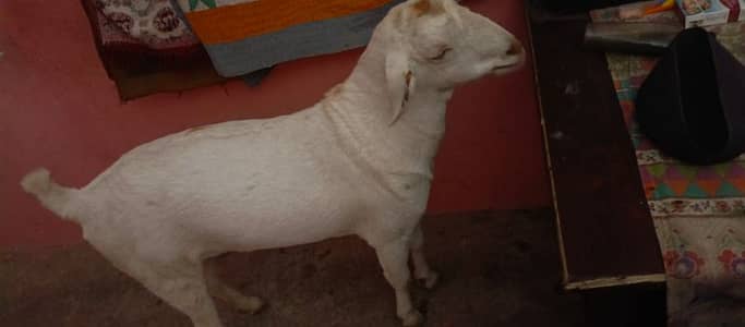 teddy female - Goats - 1098574953
