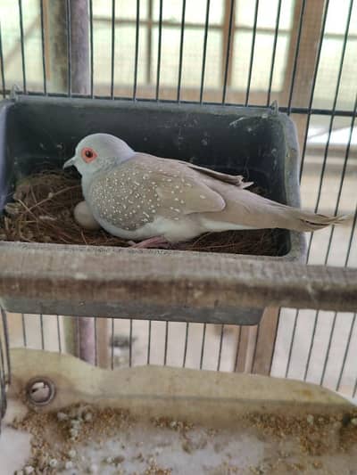 red dove and opal dove breeder pairs - Doves - 1086533889