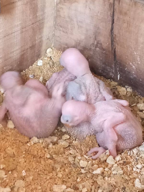 Wildlife Registered Alexandrine Raa - Parrots - 1098632689